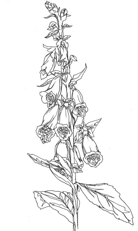Digitalis Drawing