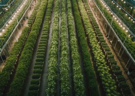 Why Should You Intercrop As A Sustainable Farming Solution