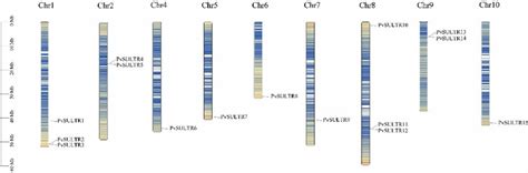 Location Of The Pvsultr Genes In Common Bean Phaseolus Vulgaris L Download Scientific