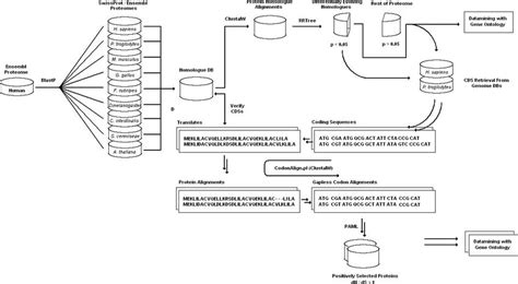 diagram of the high throughput pipeline download scientific diagram