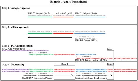 Generation Of Small Rna Sequencing Libraries The Major Steps From Download Scientific Diagram