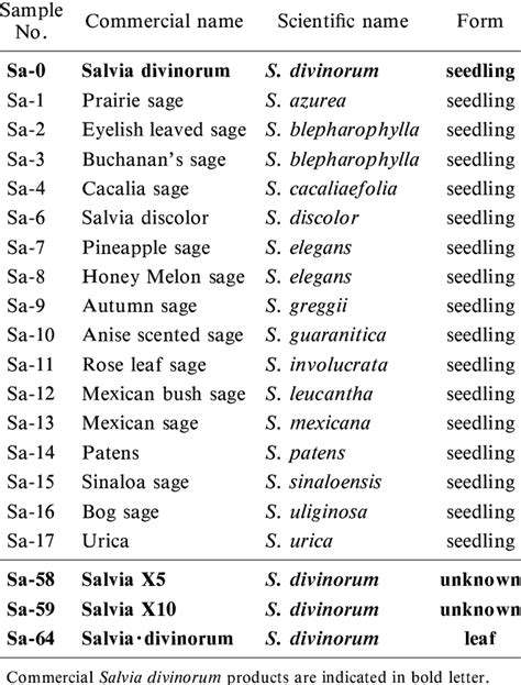 How To Identify Salvia Divinorum