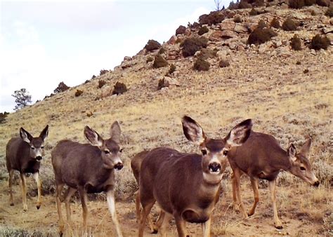 Mule Deer Migration Us Geological Survey