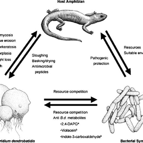 Pdf Amphibian Chemical Defense Antifungal Metabolites Of The