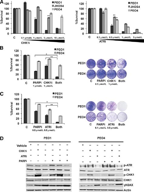 Figure 5 From Targeting The Atr Chk1 Axis With Parp Inhibition Results In Tumor Regression In