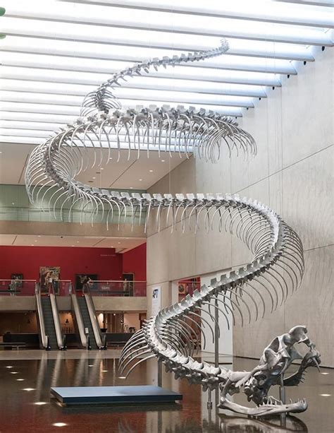 Titanoboa Skull