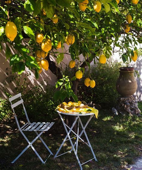 How To Prune A Lemon Tree Tips On Shaping Your Tree Gardeningetc