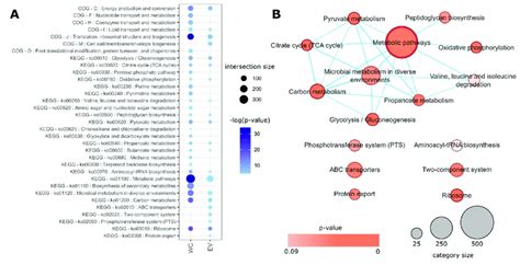 Kegg And Cog Categories That Are Enriched In S Aureus Hg003 Wc And Ev