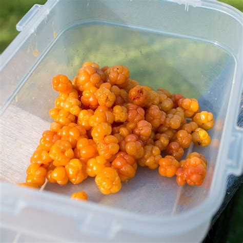 Cloudberries The Gold Of Lapland › Way Up North