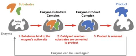 Biochem Combined Properties Of Enzymes Biochem Enzyme Kinetics Biochem Inhibitors