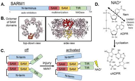 The Sarm1 Axon Degeneration Pathway Control Of The Nad Metabolome Regulates Axon Survival In
