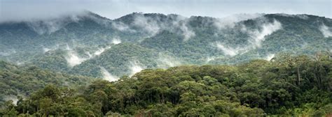 Fode 008 2 Oer Ecological Processes In Tropical Forests Asia