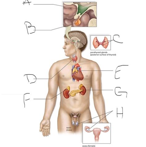 Chapter Flashcards Quizlet Chapter Flashcards Quizlet