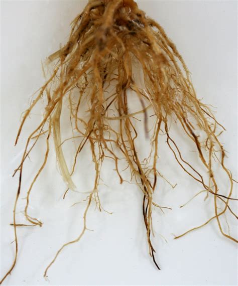 Root Lesion Nematode Rln Field Crop Diseases Victoria Field Crop