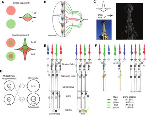 2 Models Of Receptive Fields Encoding Form And Color Vision A