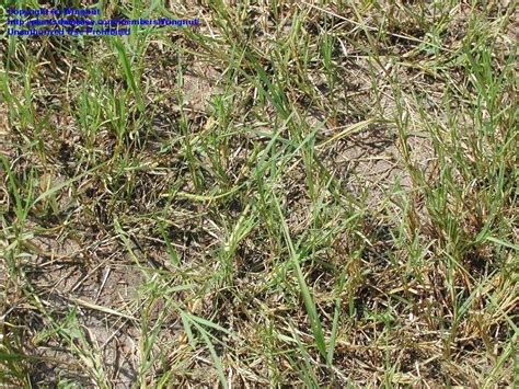 Plantfiles Pictures Bermudagrass Bahamas Grass Devils Grass