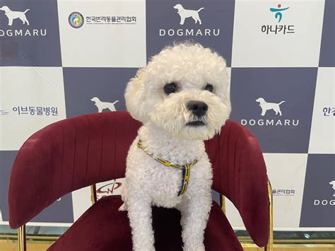 비숑프리제 솜이 미니어처슈나우저 댕댕이 말티숑 야옹이 휘핏 보르조이 스탠더드푸들 그레이트데인 소형견종류 고양이털빠짐 강아지품종 셀티 꼬똥드툴레아분양가 개냥이 티컵강아지