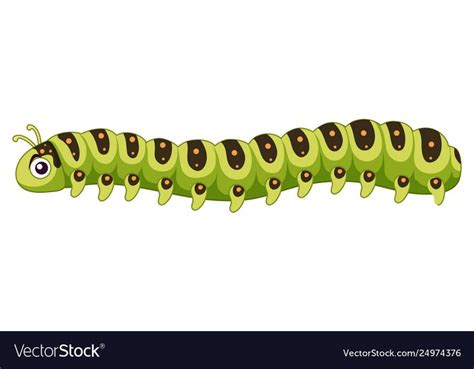 A Green Caterpillar On A White Background