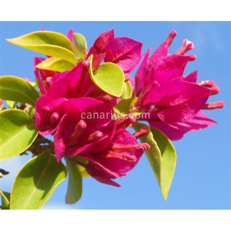Buy Bougainvillea Spectabilis Torch Glow With Canarius