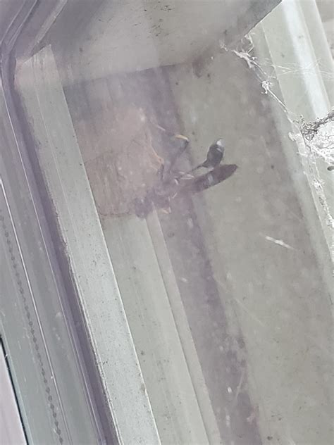 Bug Window Album On Imgur