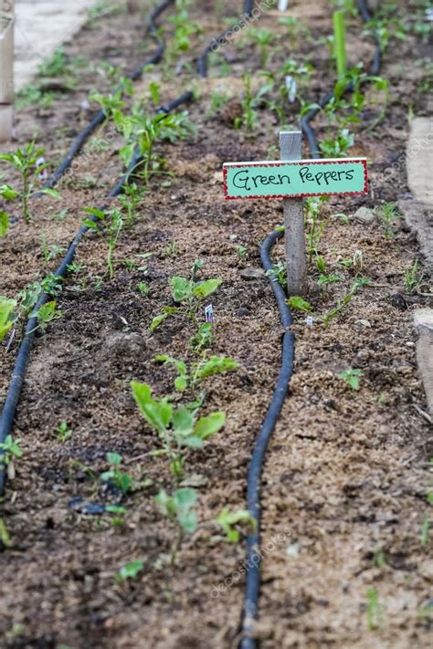 Localized Irrigation