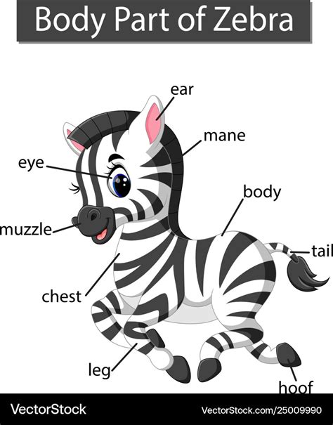Zebra Anatomy Diagram Body Parts Royalty Free Vector Image