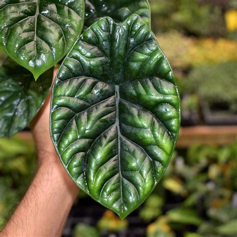 Alocasia Sinuata Quilted Dreams Steves Leaves