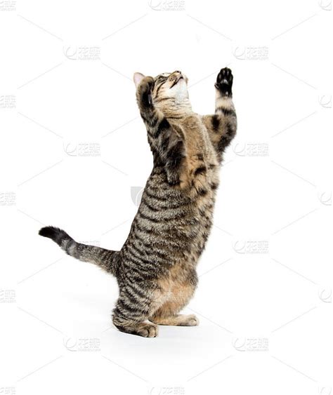 可爱的虎斑猫在白色上玩耍