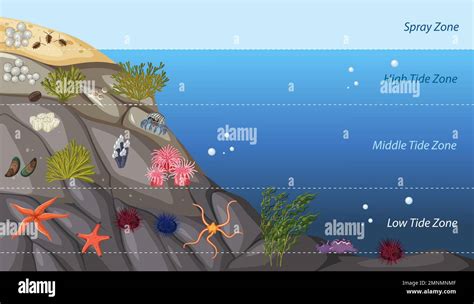 Intertidal Zone Drawing