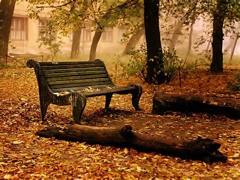 배경 화면 햇빛 경치 가을 자연 잔디 공원 목재 분기 아침 나무 잎 식물 1600x1200 픽셀 삼림지 작은 숲 트렁크 낙엽