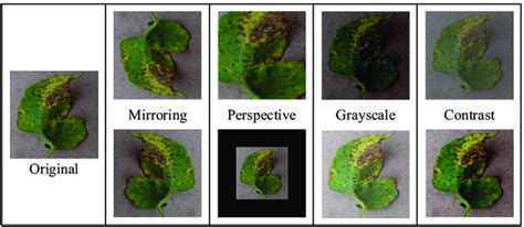 An Effective Image Based Tomato Leaf Disease Segmentation Method Using Mc Unet Pmc