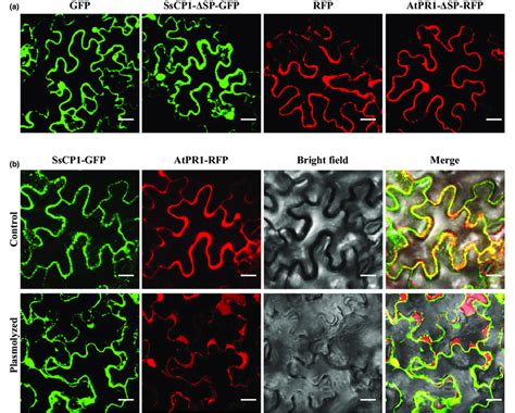 Subcellular Localization Of Sscp1 And Atpr1 In Nicotiana Benthamiana Download Scientific