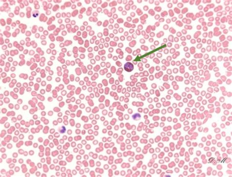 Histology Block 2 Lab Flashcards Quizlet