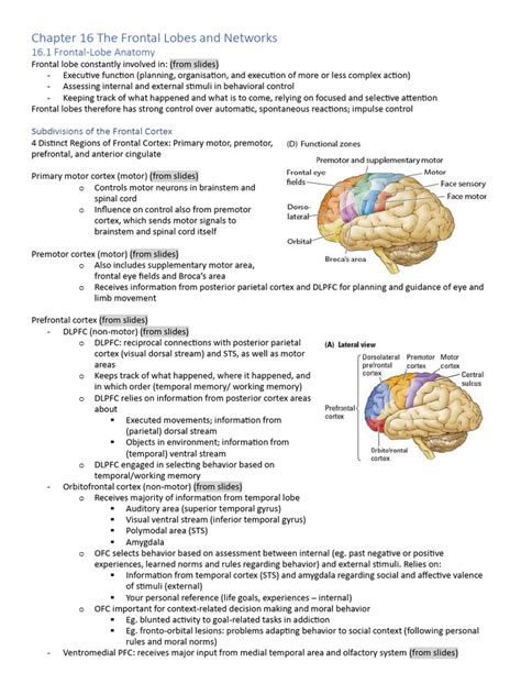 Chapter 16 The Frontal Lobes And Networks Download Free Pdf Frontal Lobe Dorsolateral