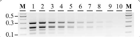 Limit Of Detection Lod Of Multiplex Pcr Serially Diluted Four Download Scientific Diagram