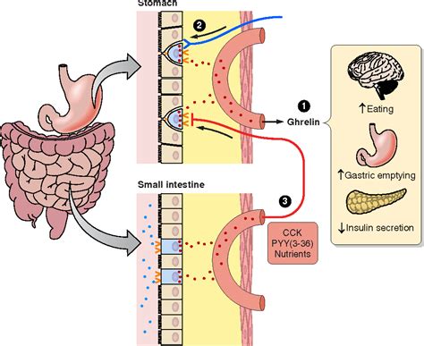 Figure 7 From Ghrelin Cck Glp 1 And Pyy3 36 Secretory Controls And Physiological Roles In