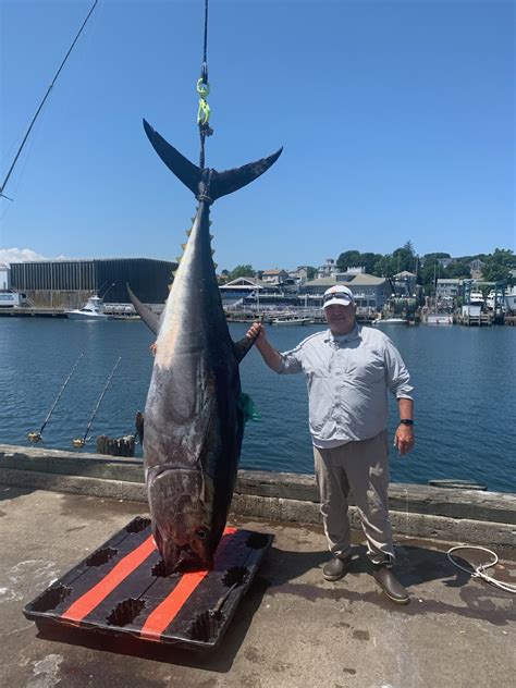 Giant Atlantic Bluefin Tuna