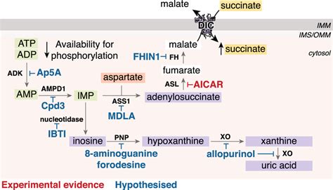 Adenine Nucleotide Pool Degradation Targeting To Prevent Ret