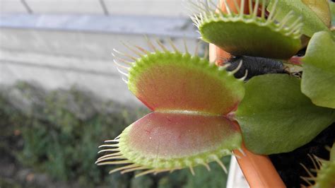 Leaves Turning Red In Fall FlyTrapCare Forums