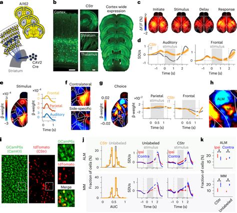 An Intersectional Approach To Measure Cortex Wide Activity Of Download Scientific Diagram