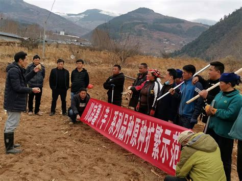 加强种薯生产核心技术示范 推进马铃薯种业高质量发展 凉山农科网