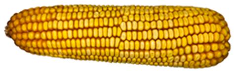 Modeling Method Of Corn Kernel Based On Discrete Element Method And Its