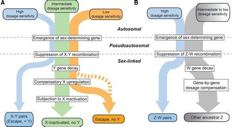 Conserved Microrna Targeting Reveals Preexisting Gene Dosage