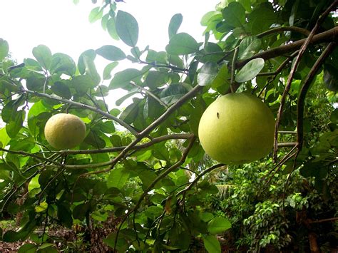 Pomelo Fruit Tree