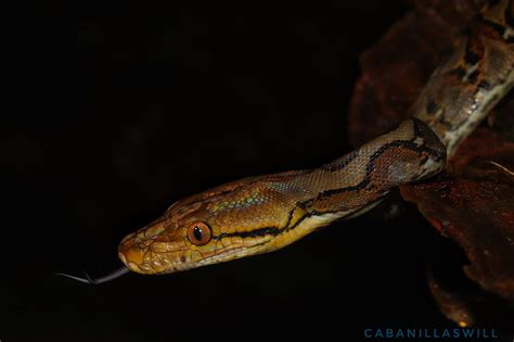 Reticulated Python Philippines Herpetology