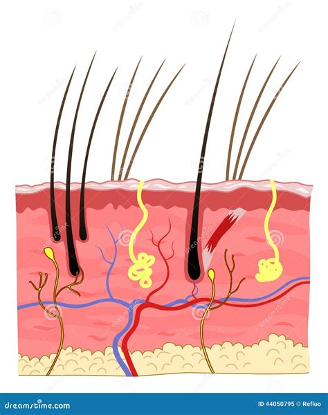 Cat Skin Structure Stock Vector Illustration Of Structure 44050795