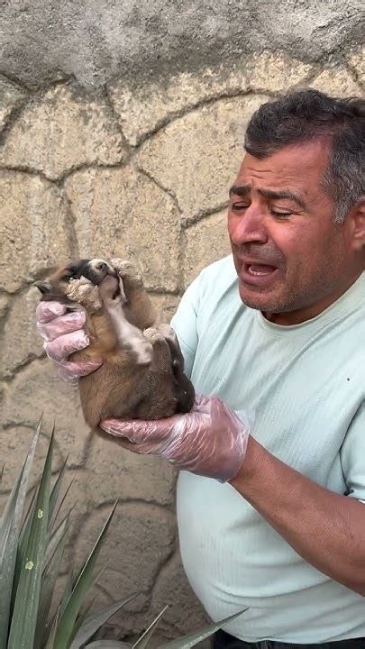 بچه های قشنگ من سگ Animals Youtube