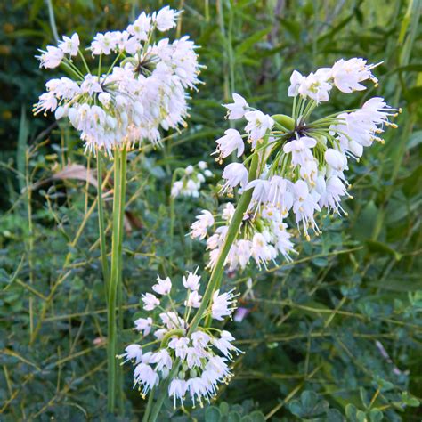 Allium Cernuum Possibility Place