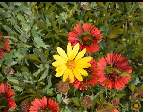 Composite Jazz Photo