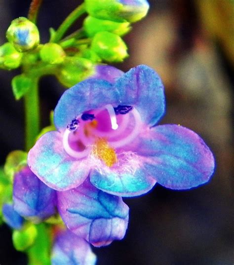 Penstemon Watsonii Seed Etsy